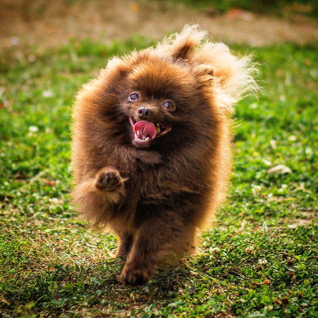 Accueil - Elevage De Cliona - Eleveur de chiens de race Spitz allemand